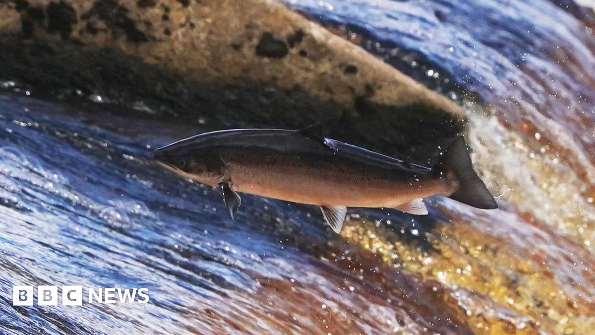 Fish monitoring on the Tyne in hiatus as equipment breaks again - BBC News