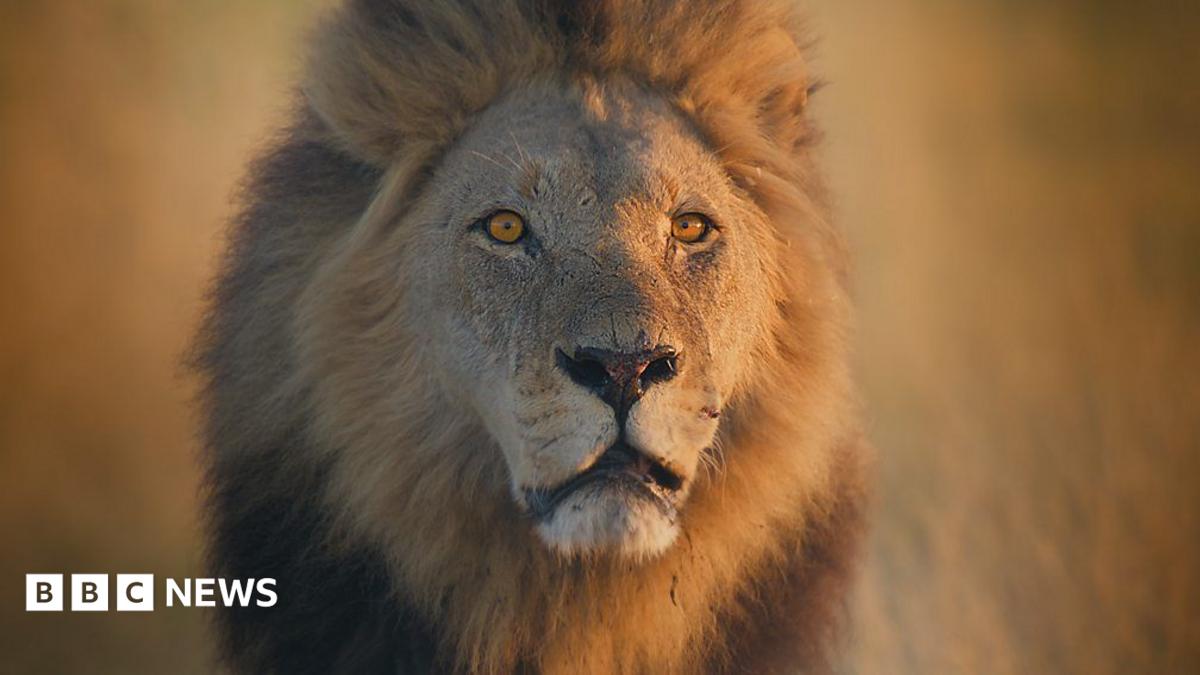 Big Cats 24/7: Filming BBC series in the wilderness 'incredible' - BBC News