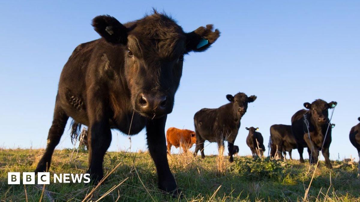 BSE: 'Mad cow disease' case found on farm in Scotland - BBC News