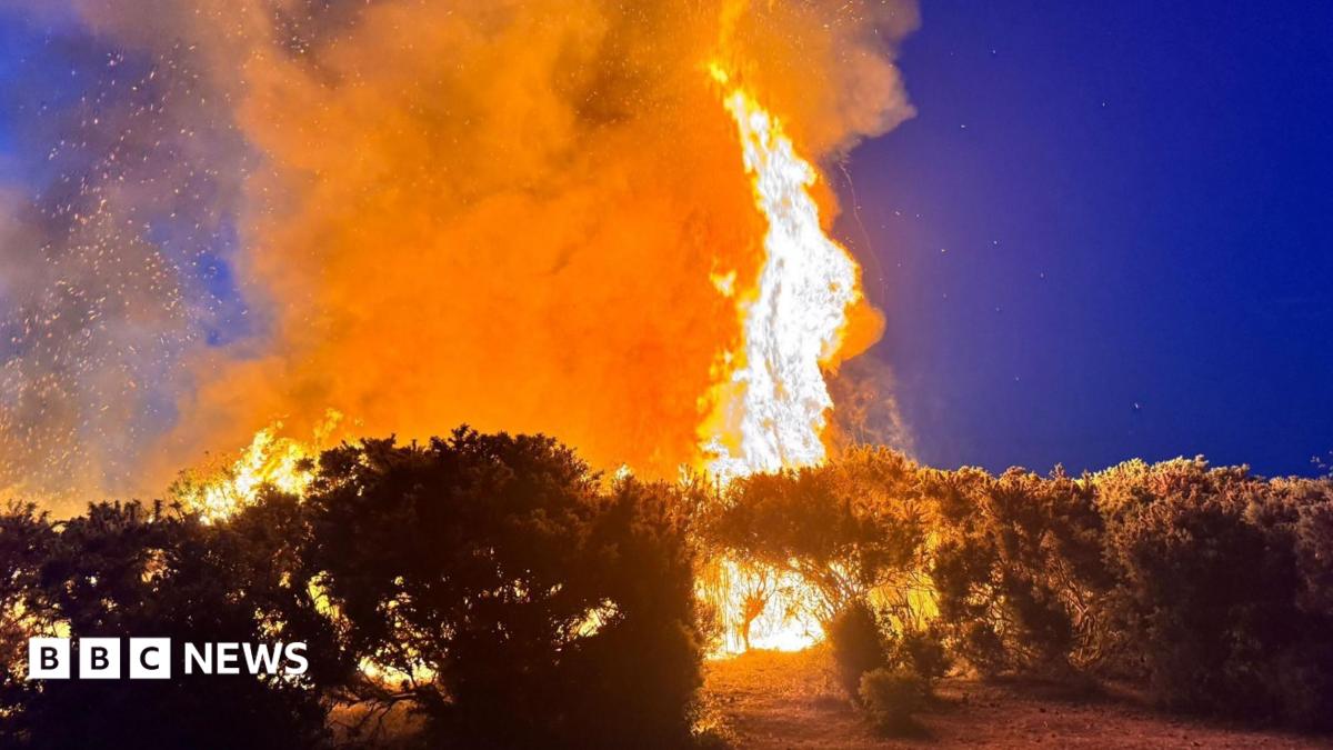 New Forest areas assessed for damage after seven weekend fires - BBC News
