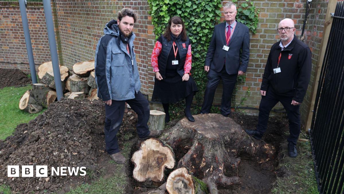 Tree chopped down and stolen from historic Chelmsford school - BBC News