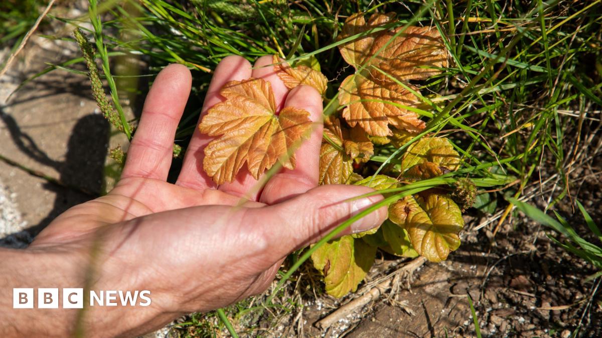 Sycamore Gap tree: Signs of life growing from stump - BBC News