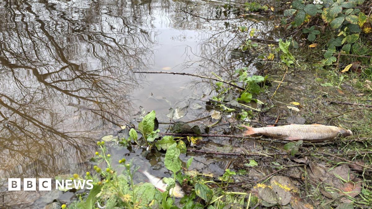 Dozens of dead fish found in public pond in Shrewsbury - BBC News