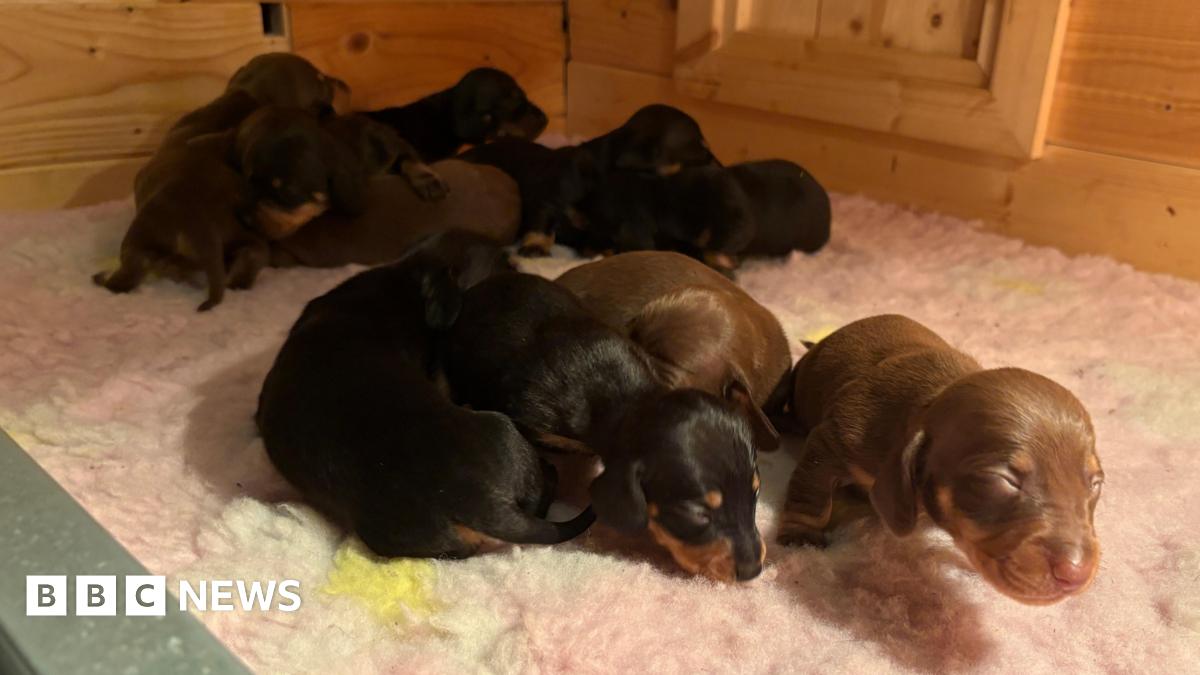 Dachshund surprises owner with 11 puppies in Cambridgeshire - BBC News