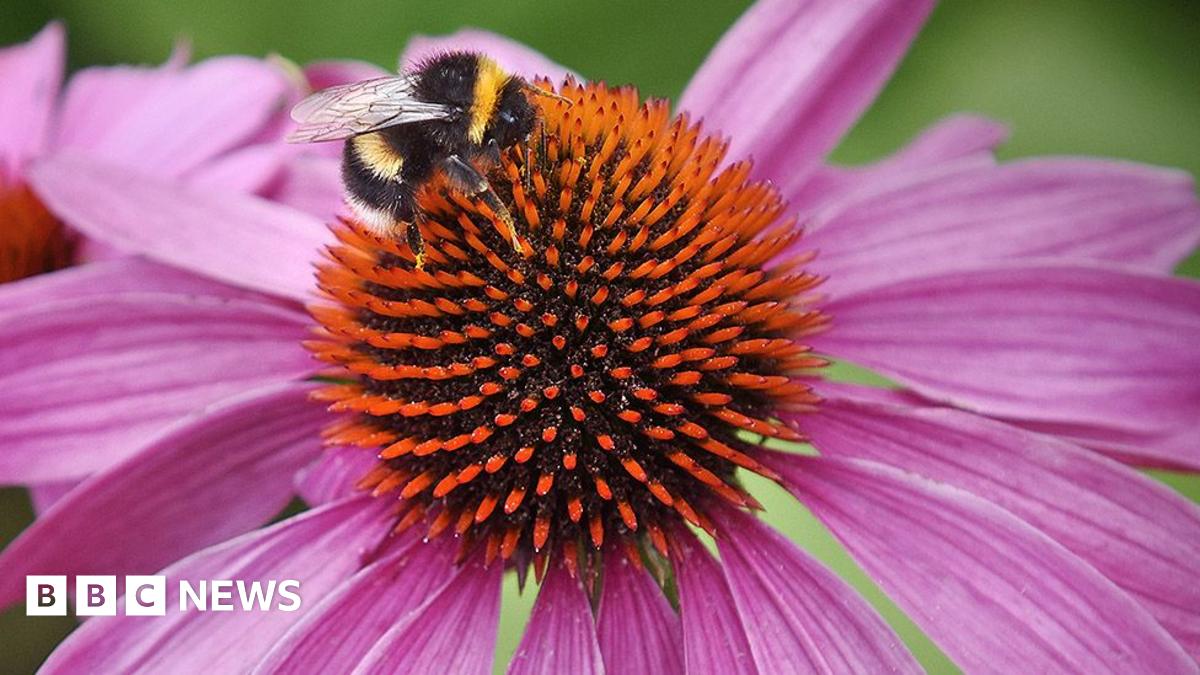 Community garden to open at Blackpool's Layton Library - BBC News