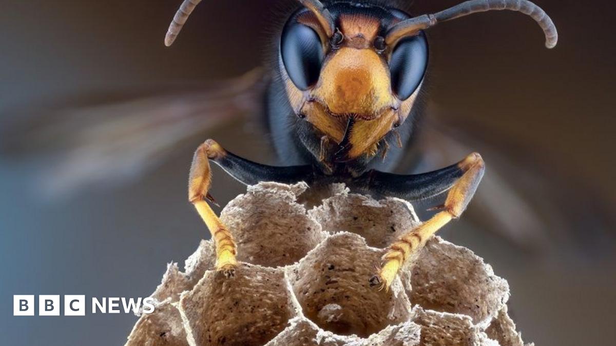 'Murder hornets' eradicated in the US, officials say - BBC News