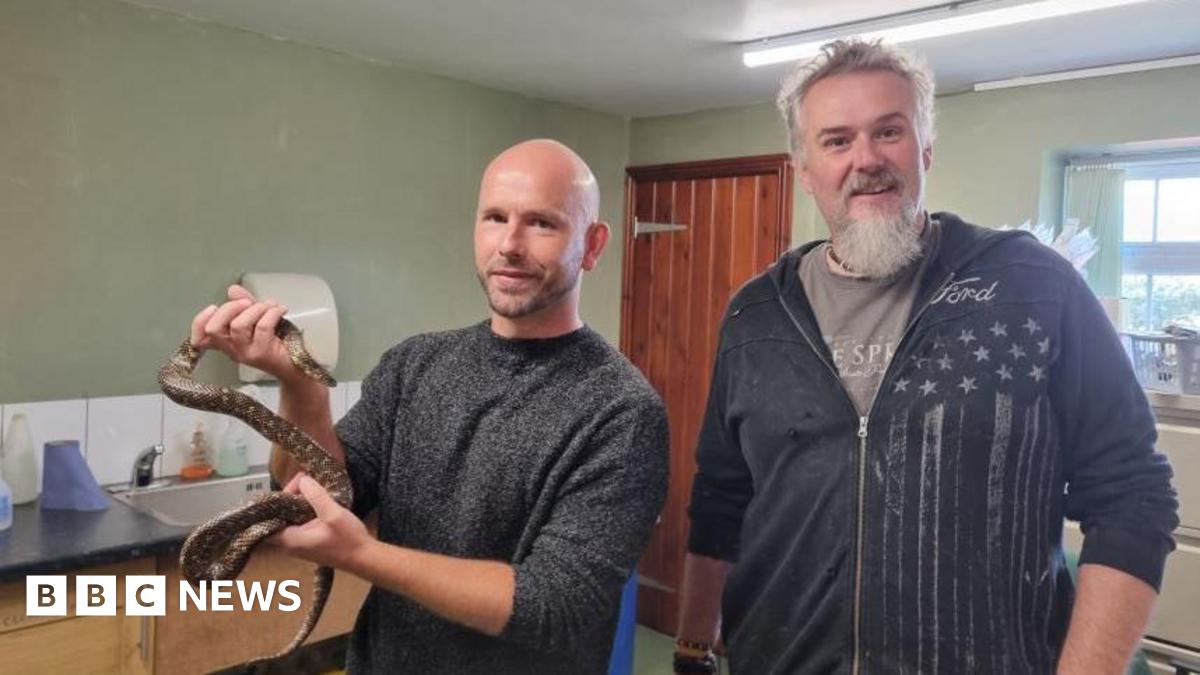 Boston snake owner reunited with missing pet - BBC News