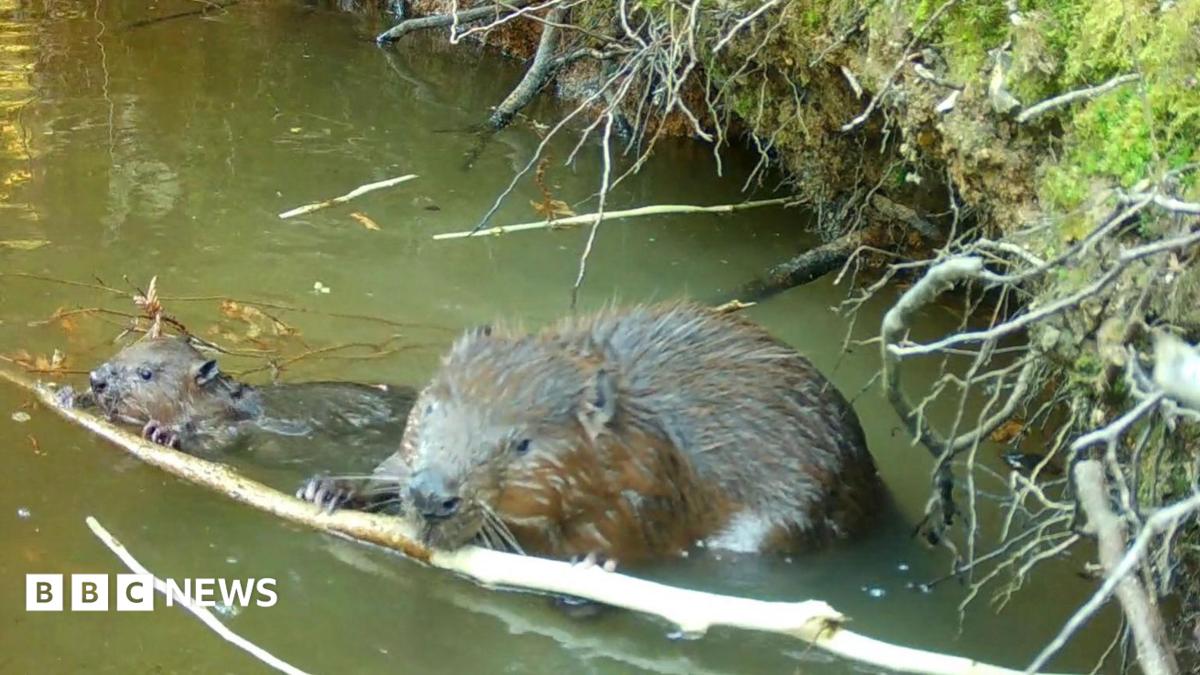 Hampshire: Baby beavers born at Ewhurst Park - BBC News