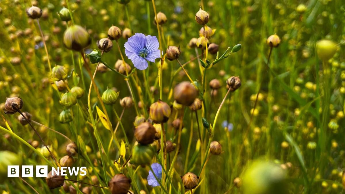 Campaign sows seeds for new flax crop in Totnes - BBC News