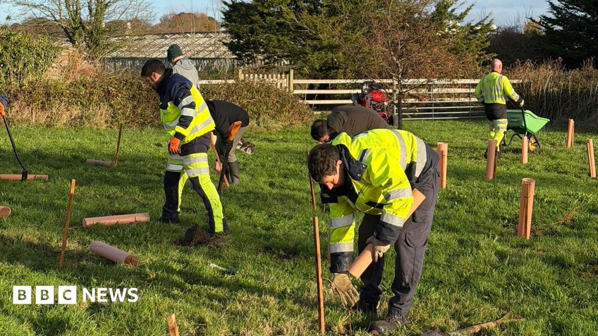 New trees planted for Guernsey Electricity's 125th anniversary - BBC News