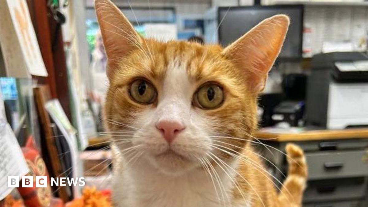 Train station cat puts Stourbridge on the map - BBC News
