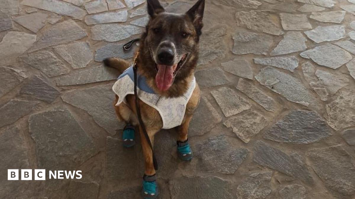 Lady Bathurst sends protective gear to police dogs in Greece - BBC News