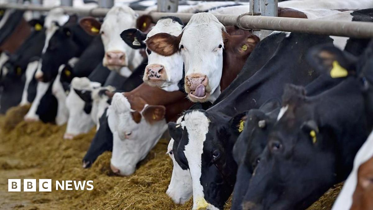 Cow culled after single case of BSE found on Essex farm - BBC News