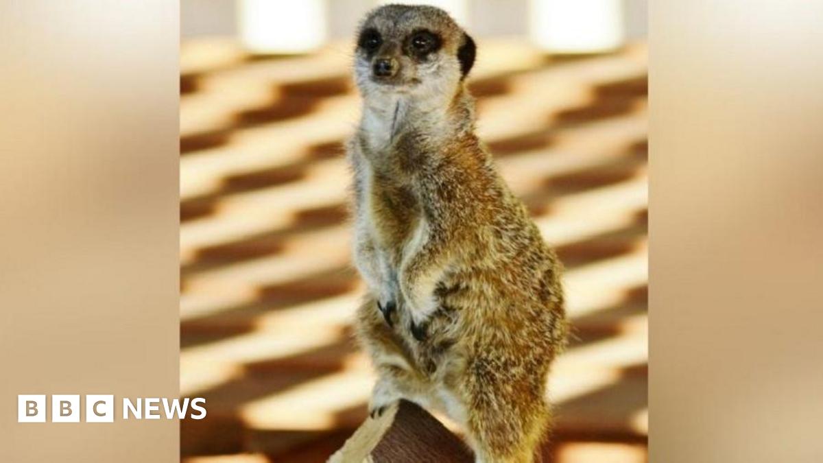 Sam, the 'country's oldest meerkat', dies aged 20 at Stickney zoo - BBC ...
