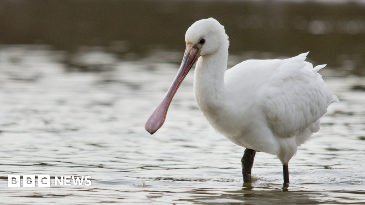 Rare Spoonbill bird spotted at Derbyshire reservoir - BBC News