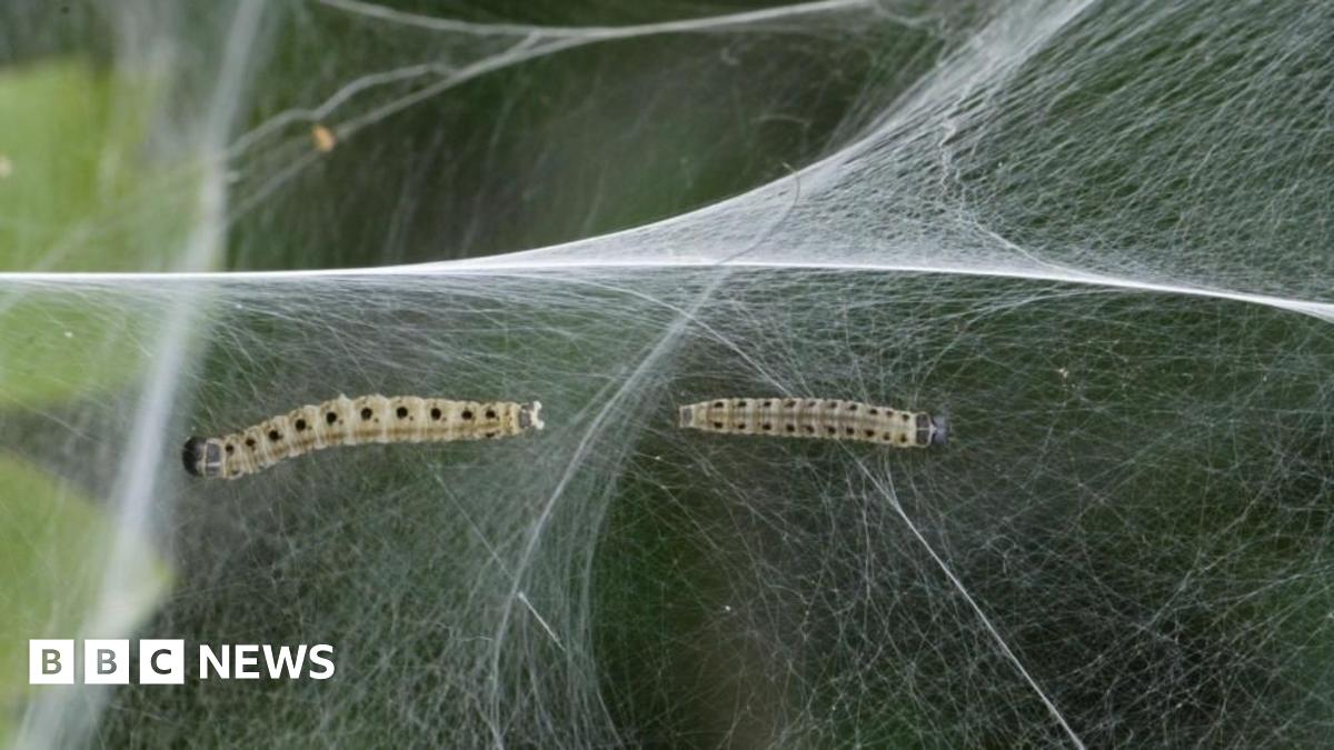 Why are there so many web-covered trees in Nottinghamshire this year ...