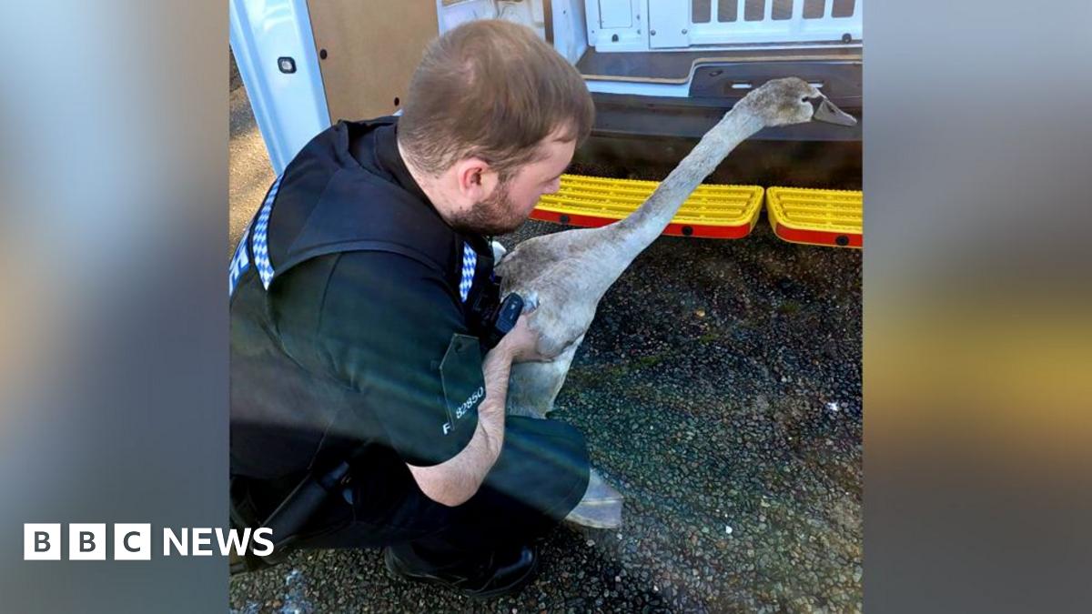 Swan rescued from busy main road by Colchester police - BBC News