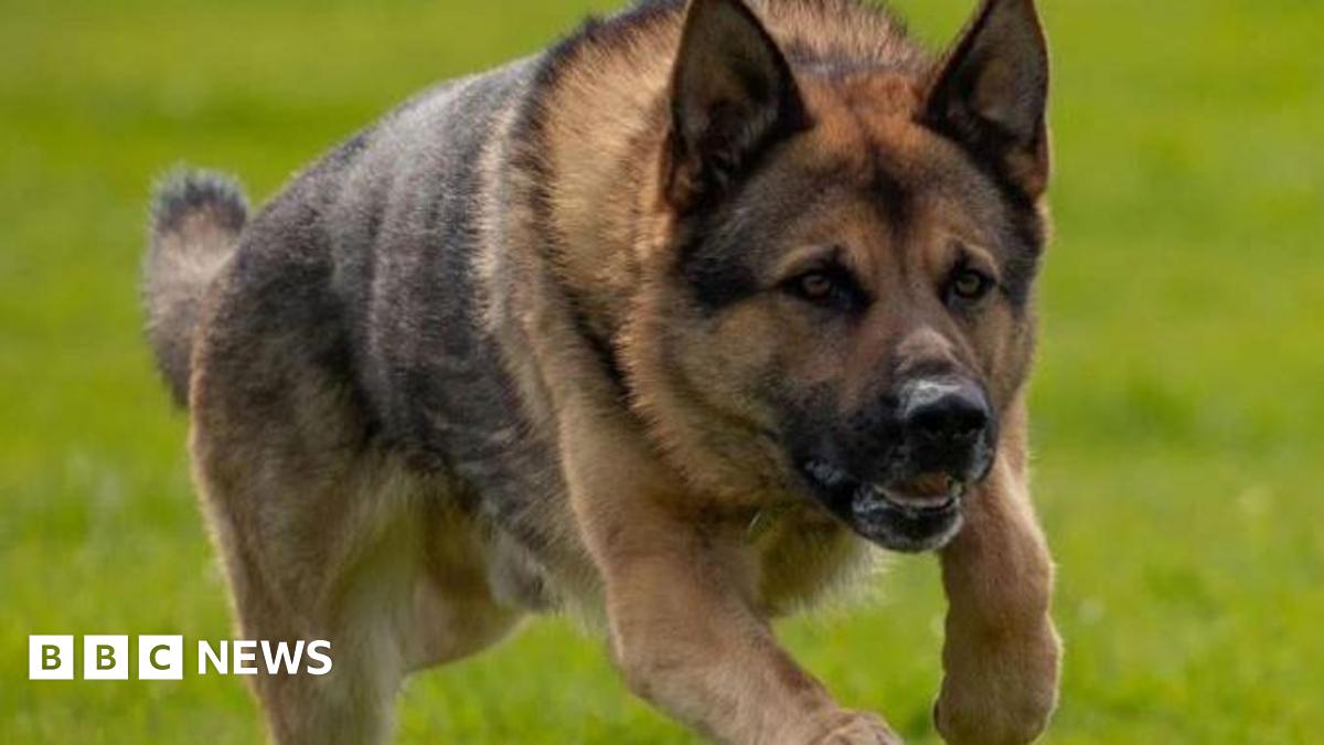Kent Police dog retires after five years - BBC News