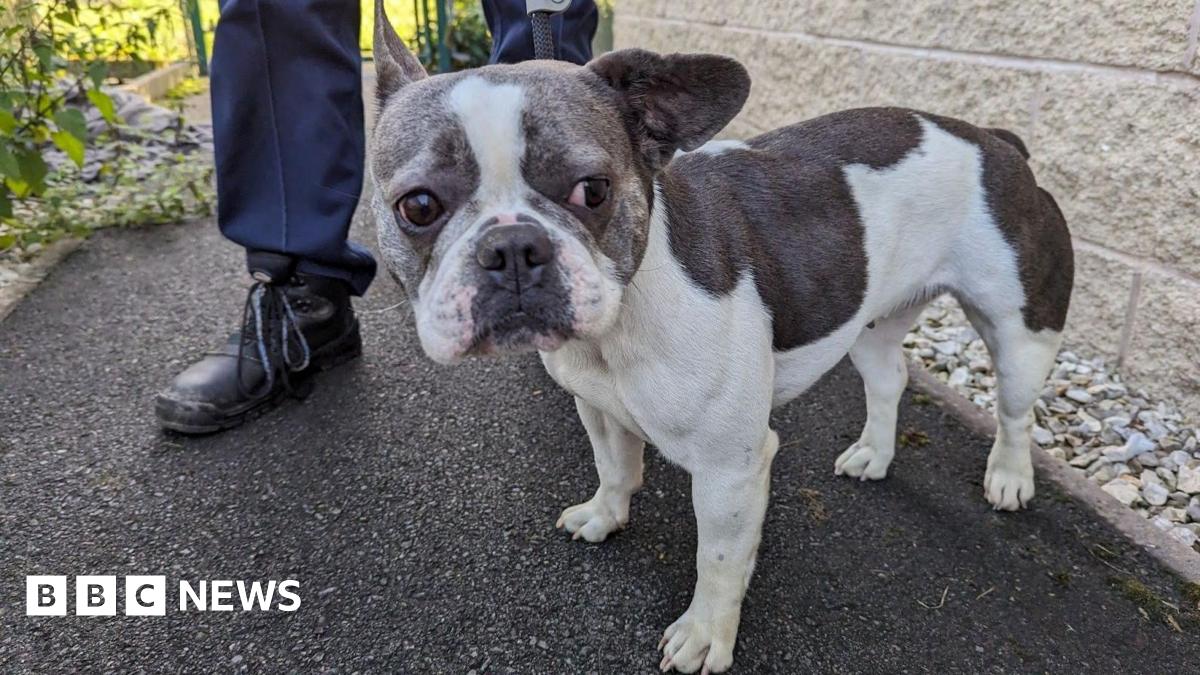 Ban for Sheffield woman who kept ill dogs in squalid home - BBC News