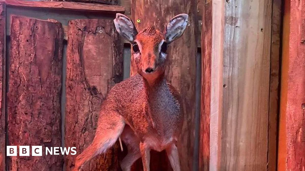 Tiny antelope arrives at Evesham zoo for breeding scheme - BBC News