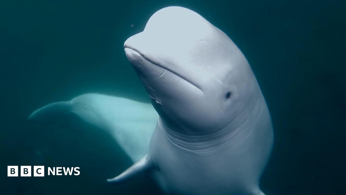 Beluga whale was Russian military asset - but no spy - BBC News