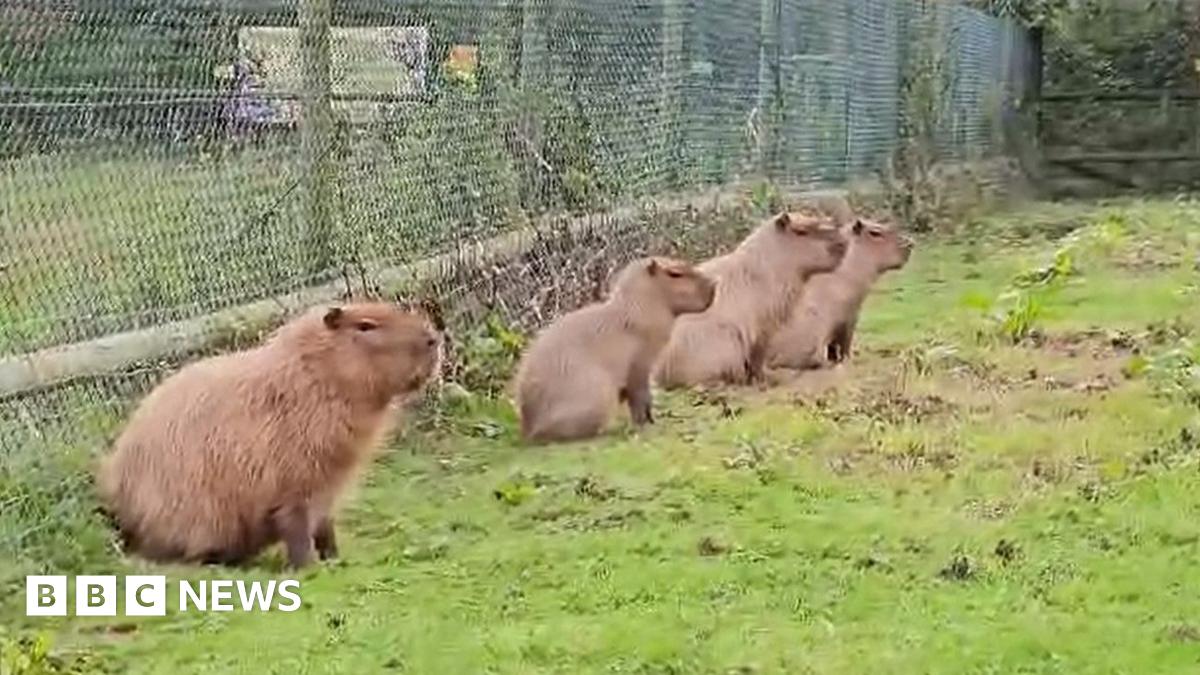 Escaped capybara Cinnamon reunited with family in Telford - BBC News