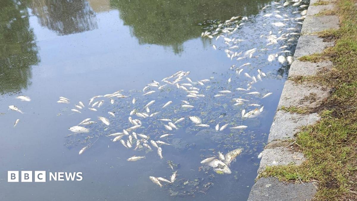Folkestone: Investigation after number of dead fish found in pond - BBC ...