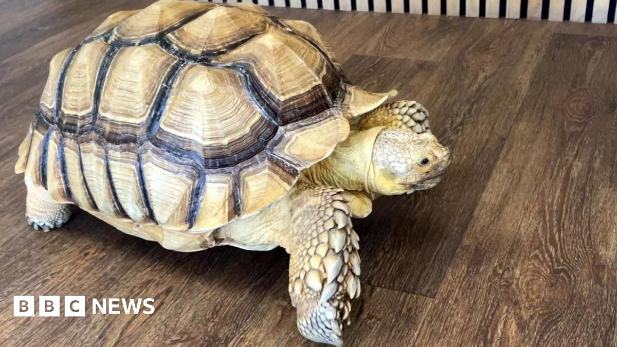 Tortoise revels in shell-ebrity status after beach walks - BBC News