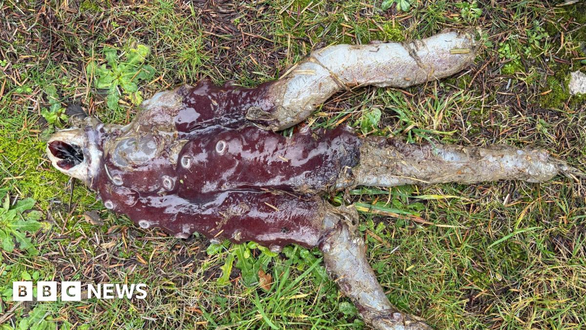 Further remains of seven-arm octopus found on Ellon beach - BBC News