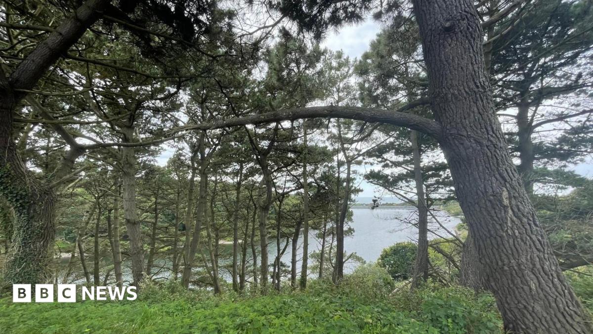 Interactive tree map to be made for Val de la Mare Arboretum - BBC News