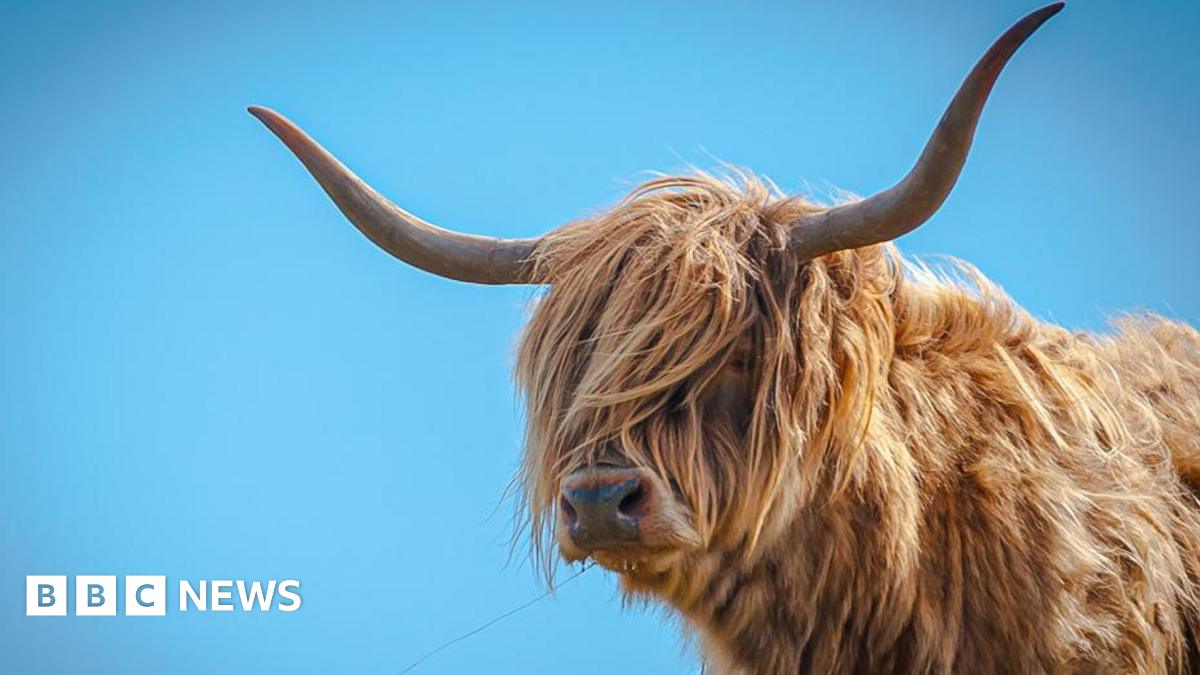 Call for recognition for Scotland's rare native breeds - BBC News