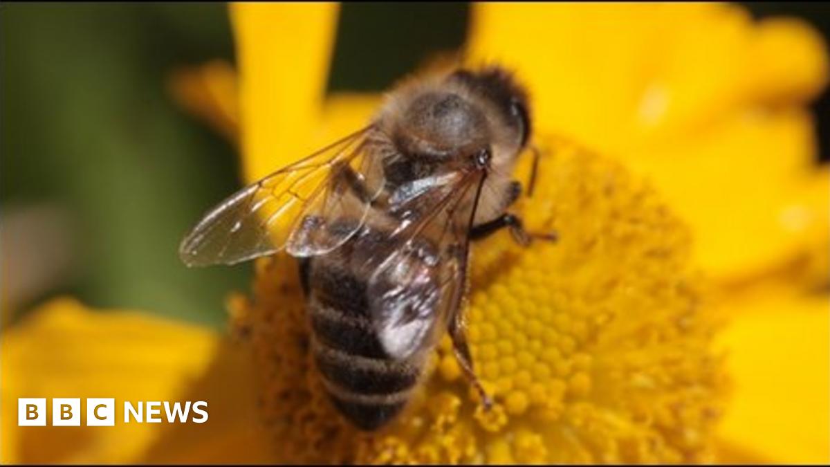 Cornish bees killed in suspected tractor attack - BBC News