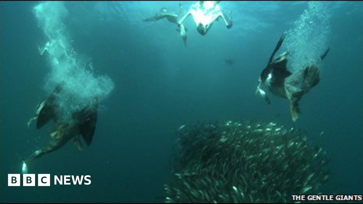 Research licence for Manx Basking Shark Watch - BBC News