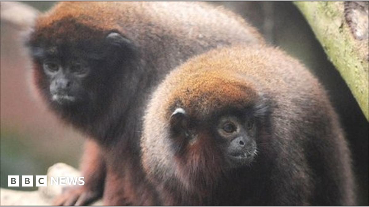 Mexico arrests man with 18 monkeys around his waist - BBC News