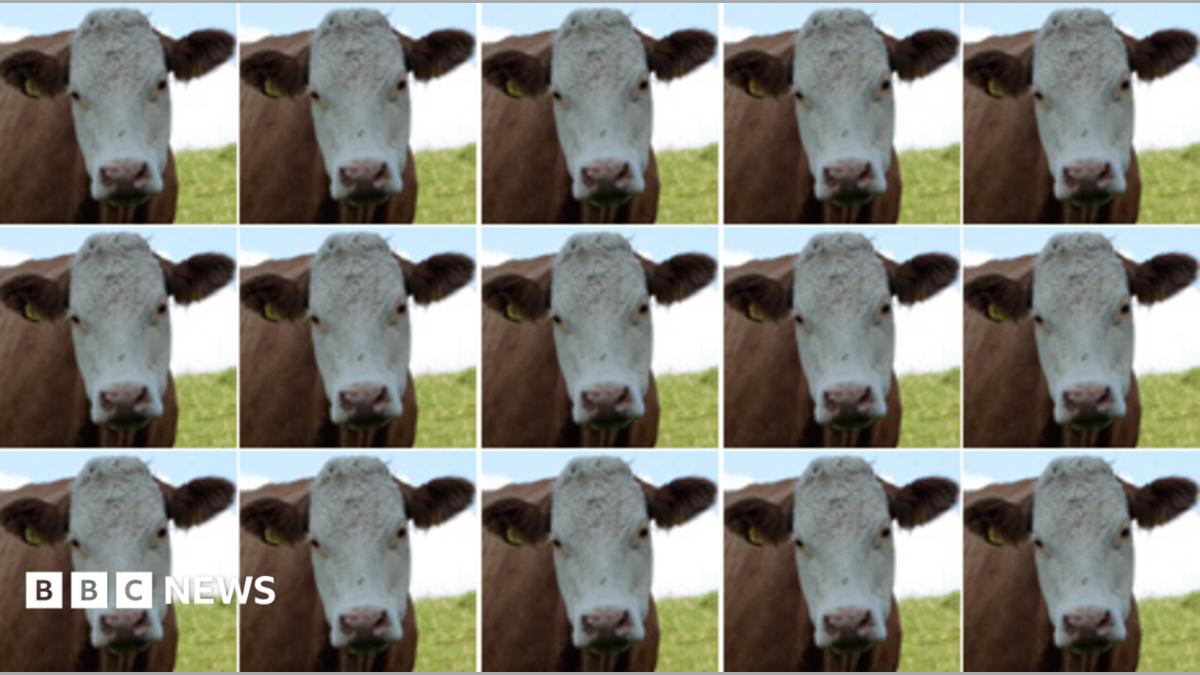 Cloned cows: Would you eat them? - BBC News