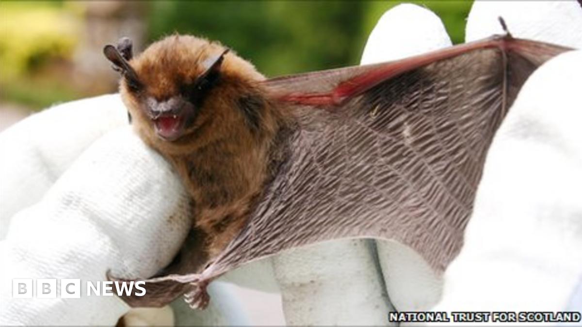 National Trust opens first bat reserve - BBC News