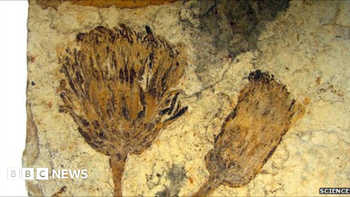 Rare fossilised flower found, related to sunflowers - BBC News