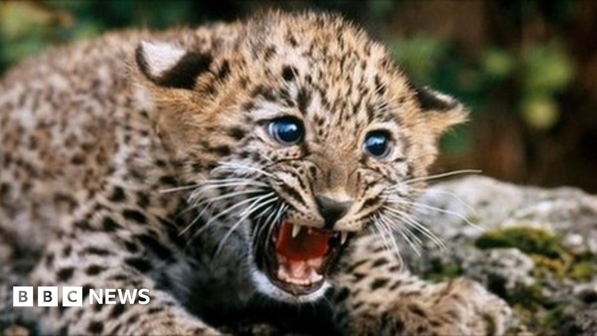 On how the leopard got its spots - BBC News