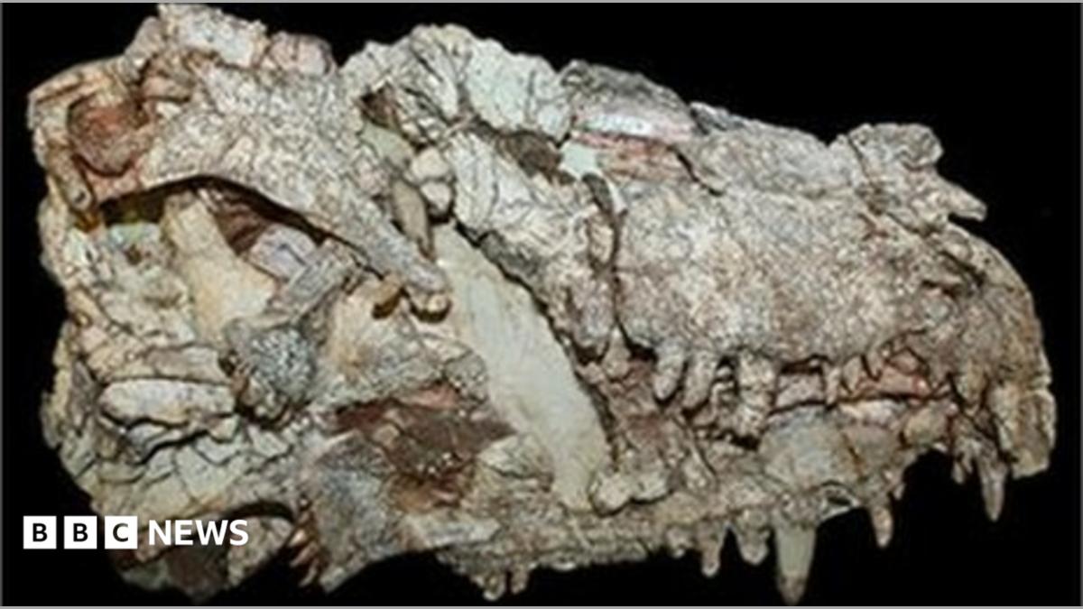 Rainforest collapse kickstarted reptile evolution - BBC News