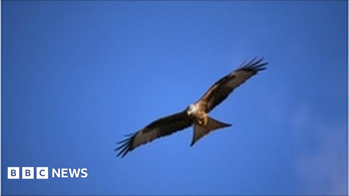 RSPB celebrates 100 years of bird conservation in Wales - BBC News