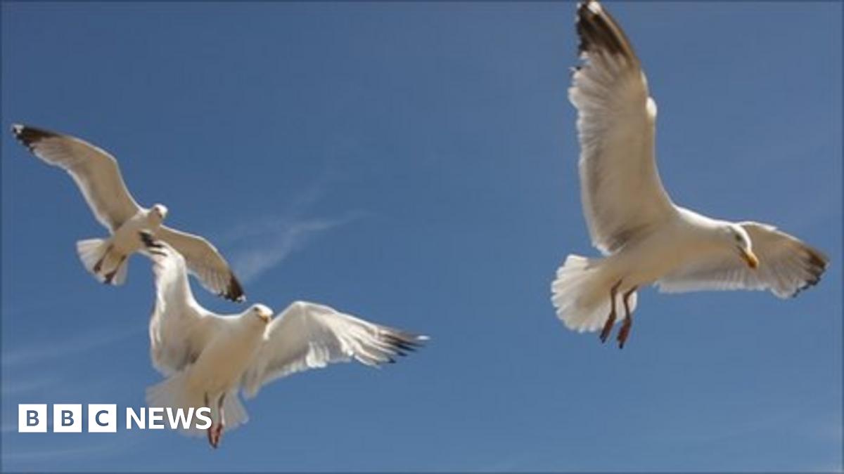 Gwynedd council debates policy on seagull 'menace' - BBC News