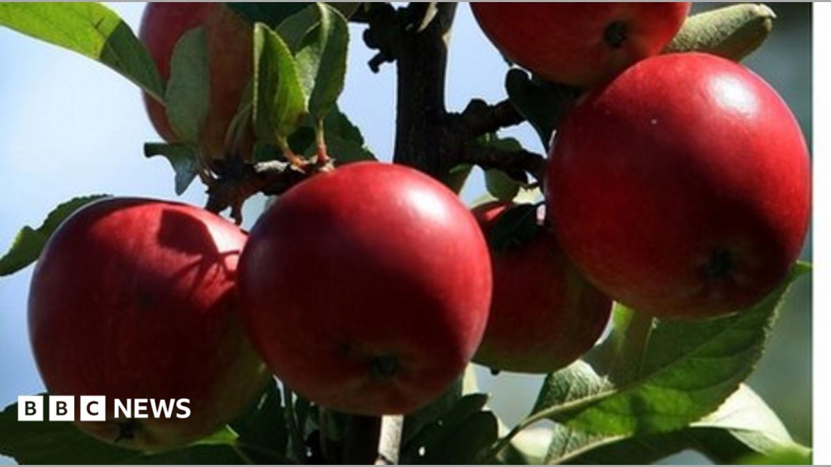 Beer giant Stella Artois brews up Belgian apple cider - BBC News