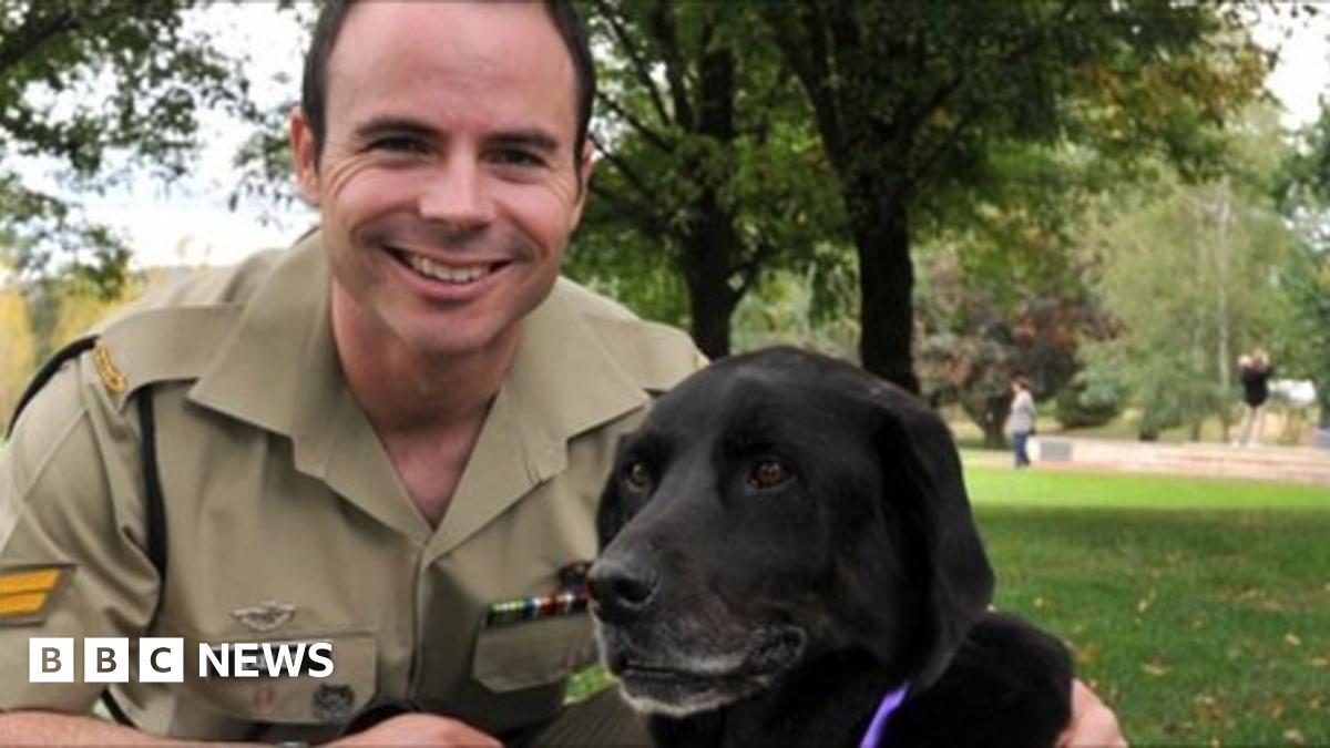 Australian sniffer dog given Purple Cross bravery award - BBC News