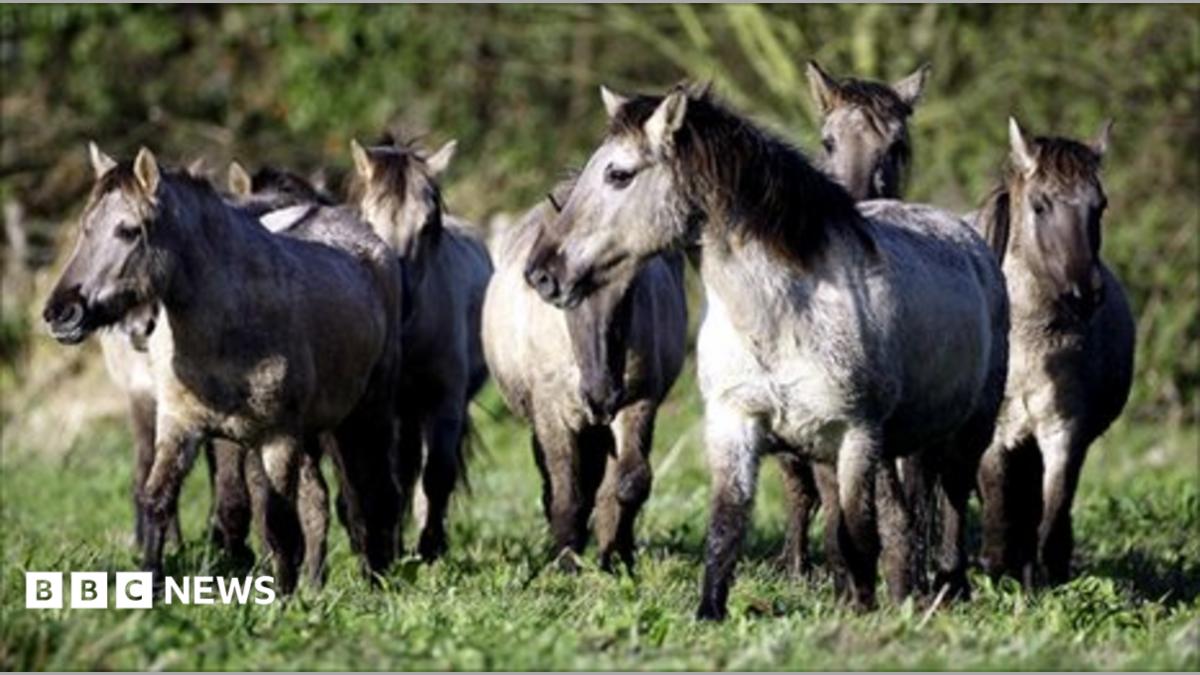 More wild Konik horses introduced at Loch of Strathbeg - BBC News