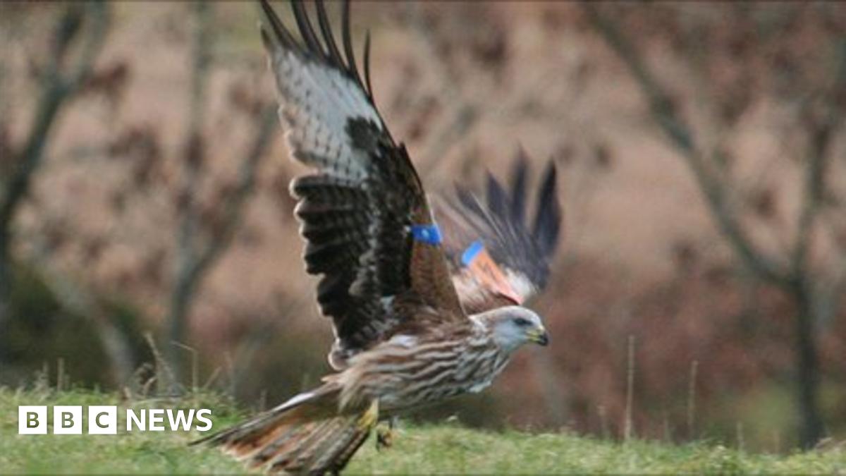 Cumbria red kite chicks survive winter - BBC News