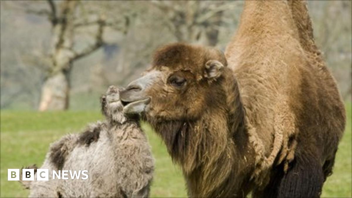 Baby camel born at Longleat safari park - BBC News