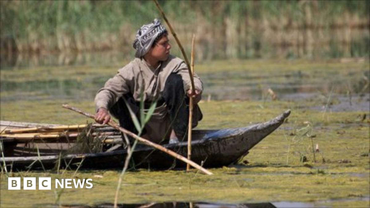Dorset filmmaker's Iraq marshlands film wins award - BBC News