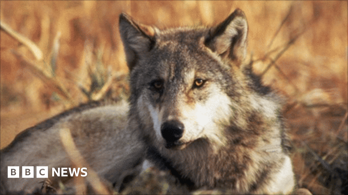 Congress strips grey wolf endangered species protection - BBC News