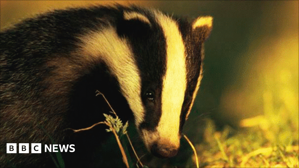 Badger vaccine pilot planned by National Trust in Devon - BBC News