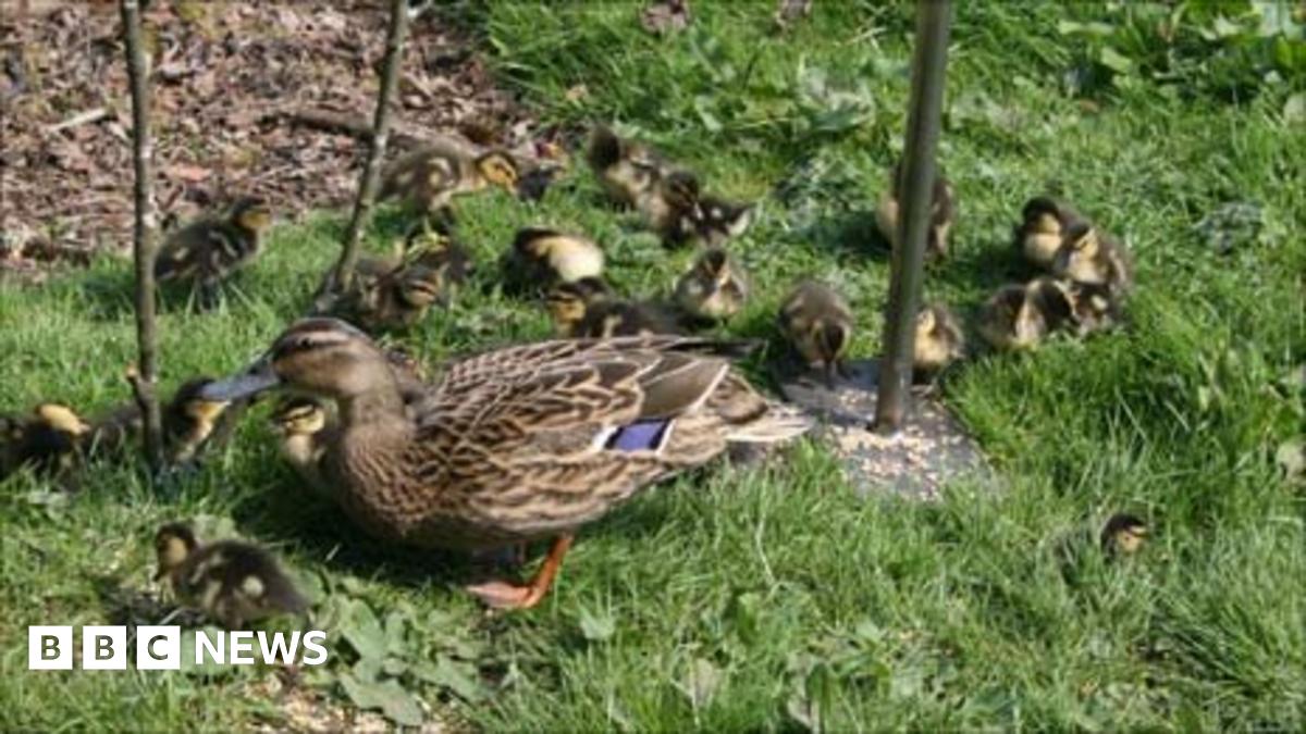 Duck turns up at RSPB reserve with 27 ducklings in tow - BBC News